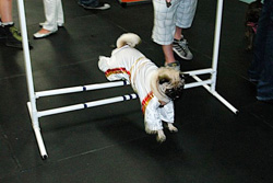 Zoom Room Dog Agility Franchise Review - Zoom Room Dog Agility ...